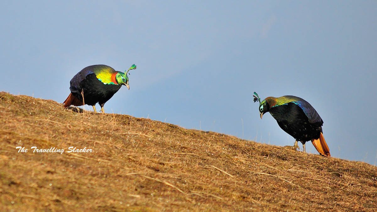 Himalayan Monal Photographs | The Travelling Slacker