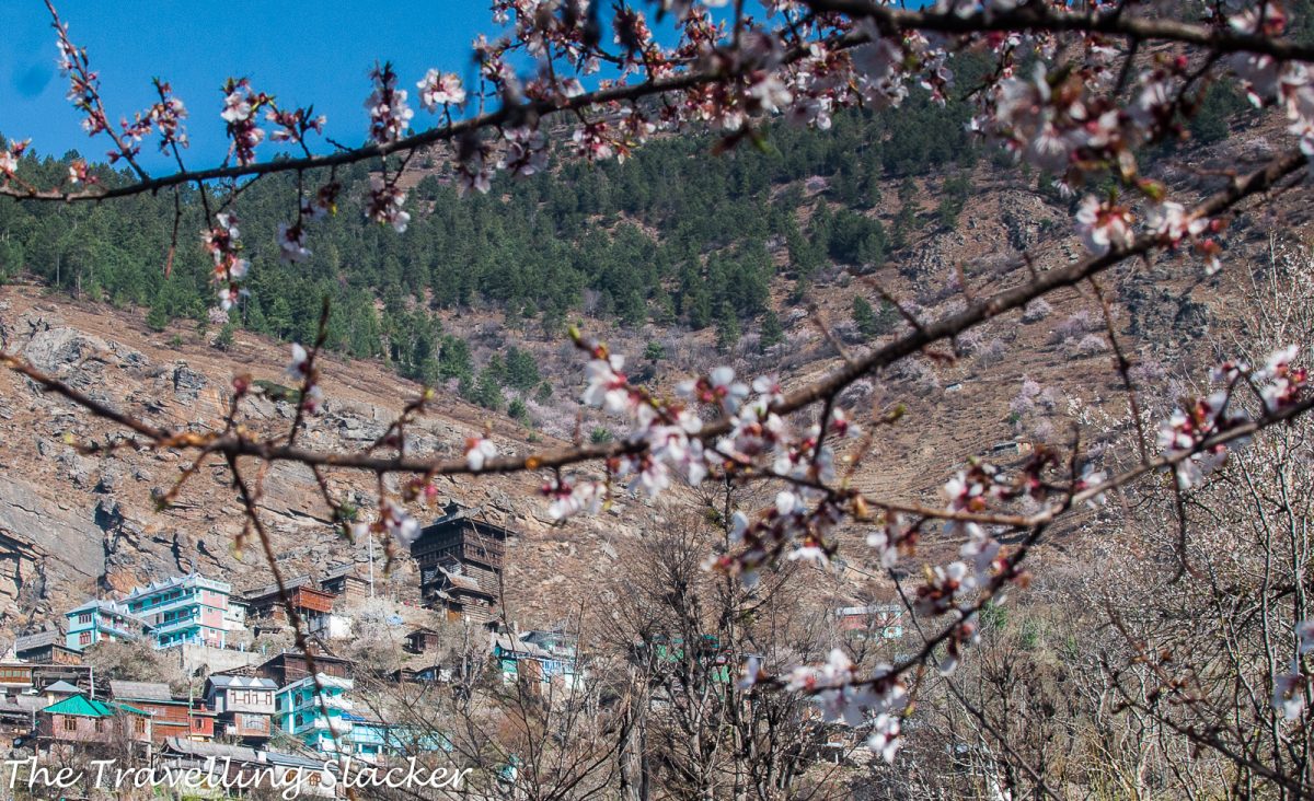 Sangla and Chitkul: All You Need to Know | The Travelling Slacker