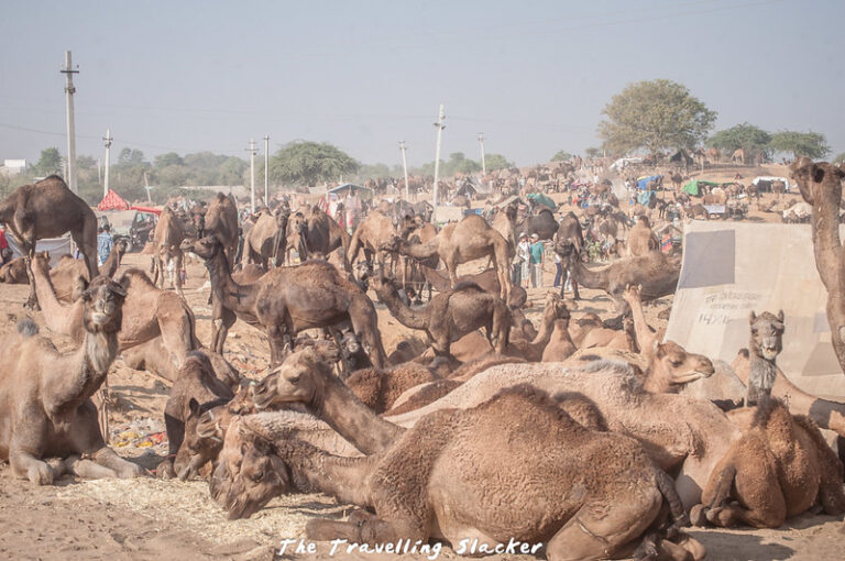 Pushkar Mela: A Thousand Camels and a near Stampede | The Travelling ...