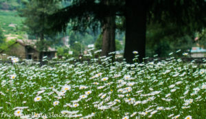 Barot Travel Guide: Chauhar Valley & Chota Bhangal | The Travelling Slacker