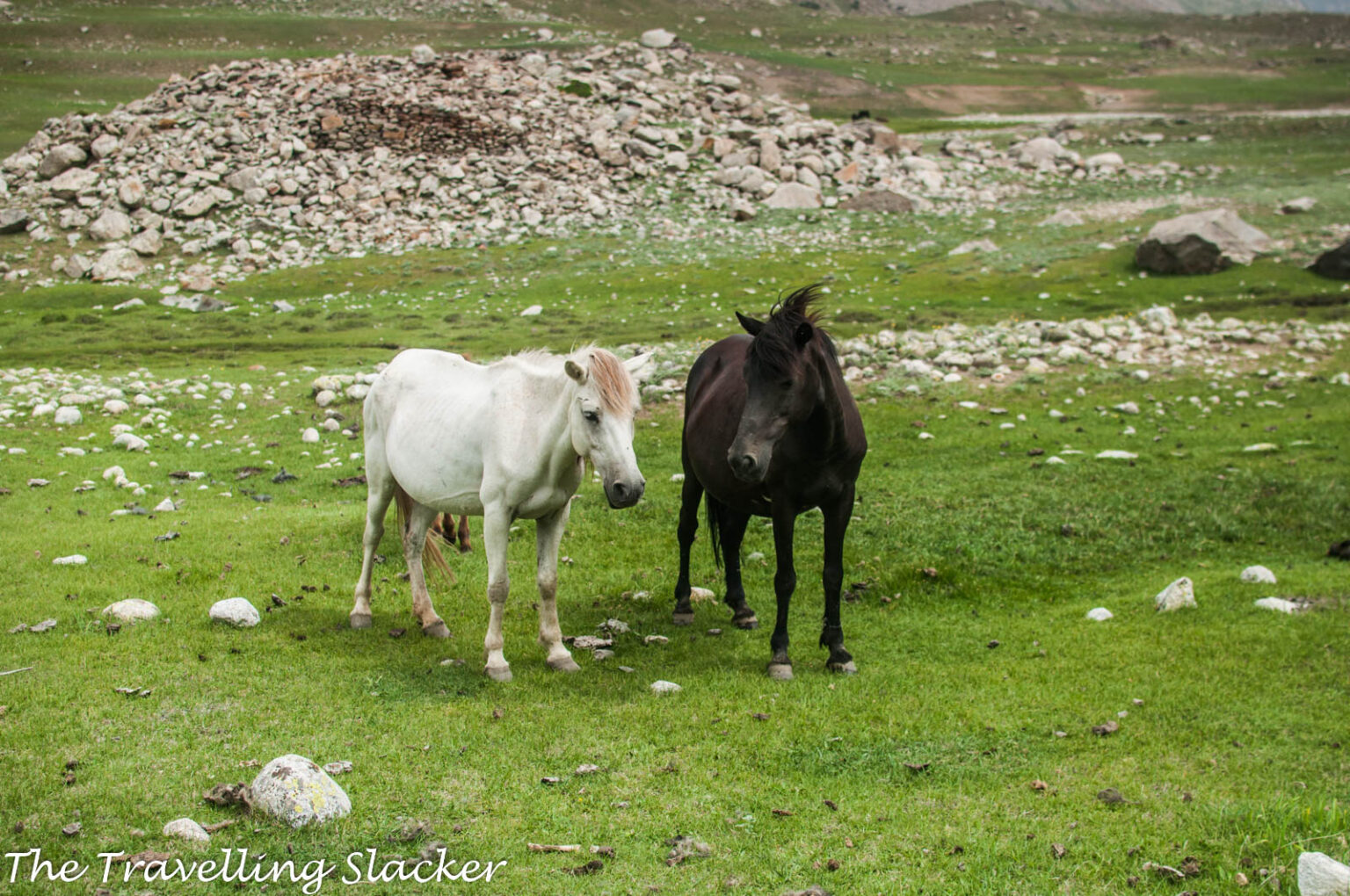 Miyar Valley Trek and Travel Guide | The Travelling Slacker
