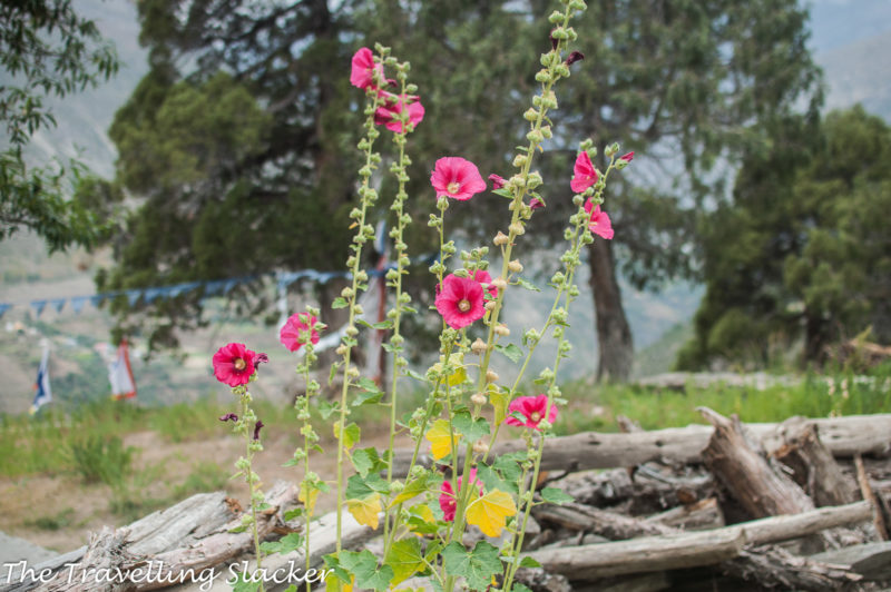 Tayul Gompa Trek, Keylong, Lahaul | The Travelling Slacker
