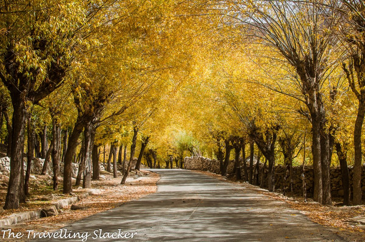 Fall Colours in Ladakh (September/October) | The Travelling Slacker