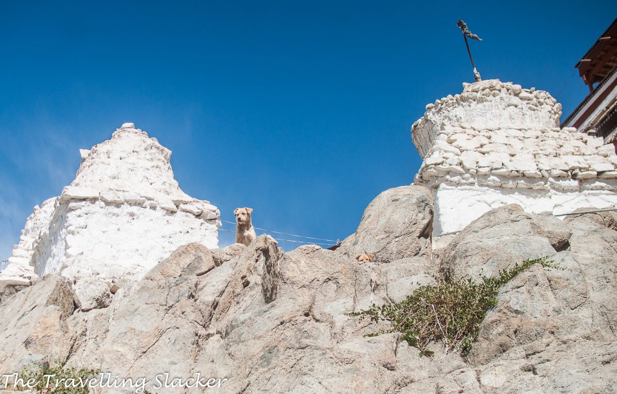 An Offbeat Walk Around Leh | The Travelling Slacker