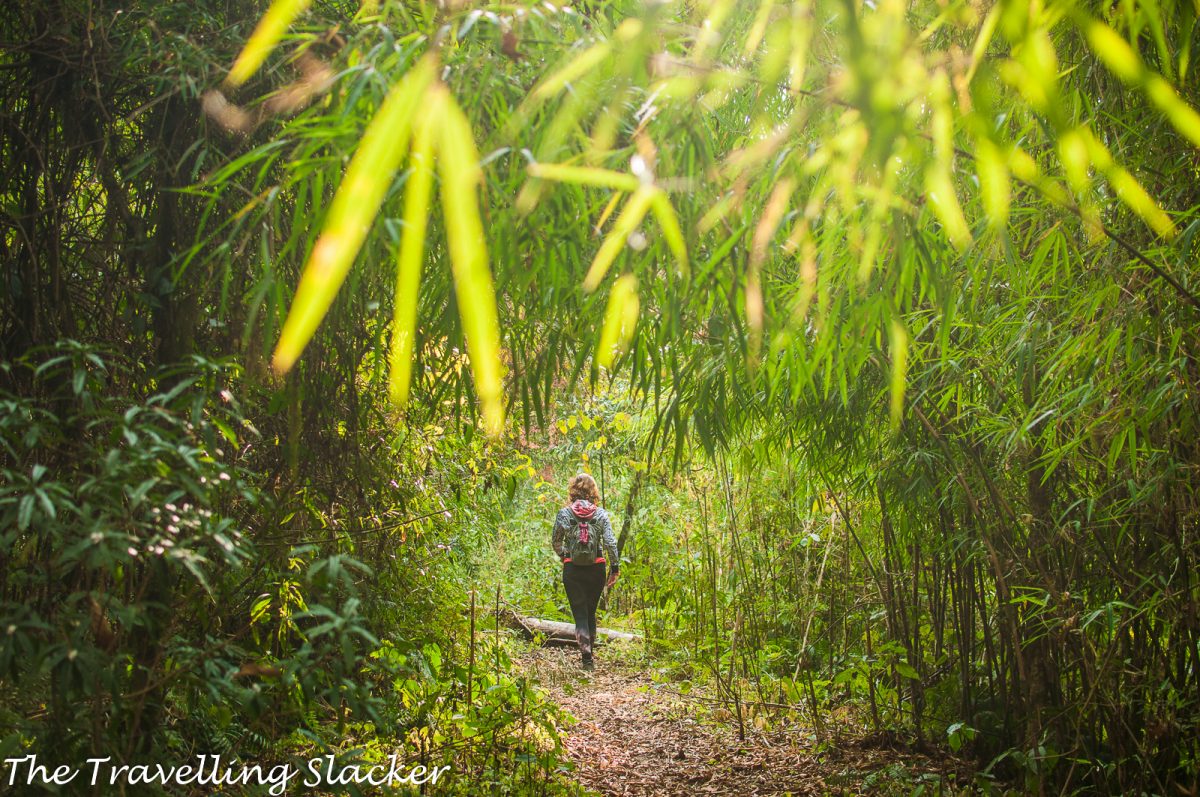 Tendong Hill: Unexpected Trek to a Lepcha Heritage Site | The ...