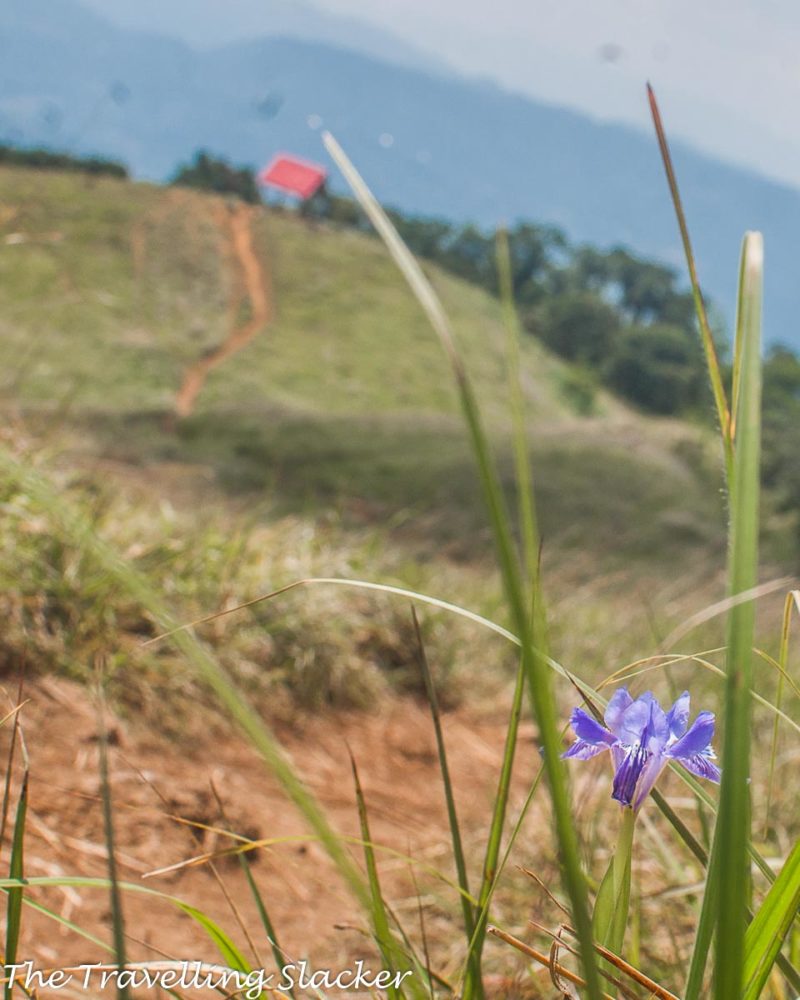 Trek to Shirui Hills, Ukhrul, Manipur | The Travelling Slacker
