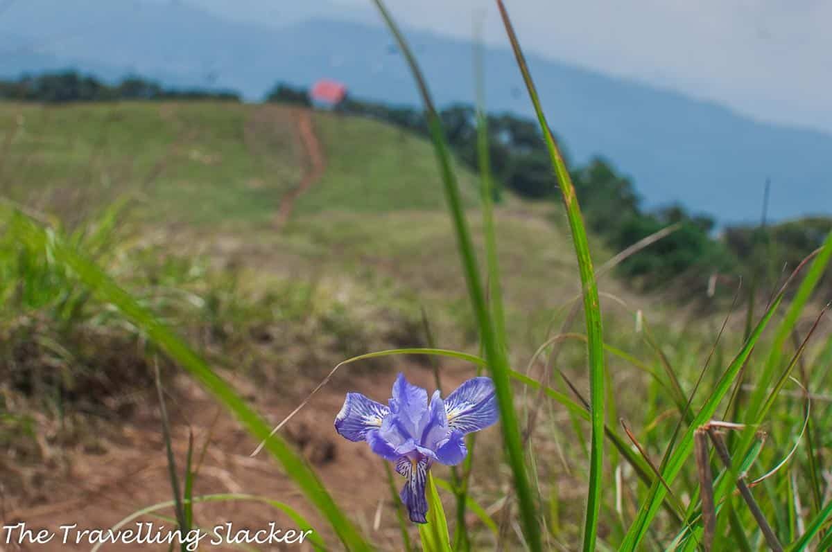 Trek to Shirui Hills, Ukhrul, Manipur | The Travelling Slacker