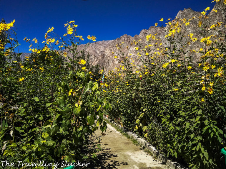 Thang Village on LOC near Turtuk | The Travelling Slacker