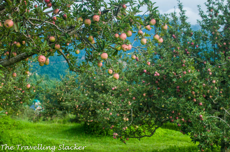 Thachi Valley, Himachal: All You Need to Know | The Travelling Slacker