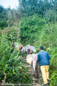 Thachi Valley, Himachal: All You Need to Know | The Travelling Slacker