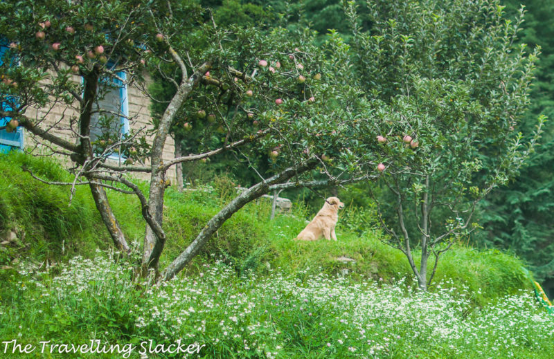 Thachi Valley, Himachal: All You Need to Know | The Travelling Slacker