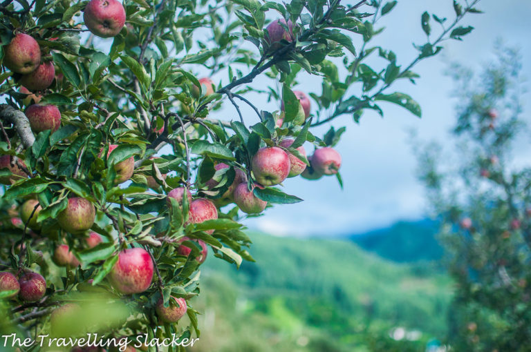 Thachi Valley, Himachal: All You Need to Know | The Travelling Slacker