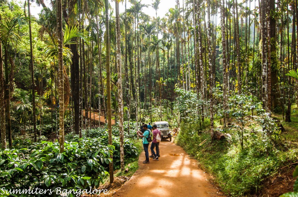 Netravathi Peak Trek: Offbeat Western Ghat Trek Near Chikmagalur | The ...