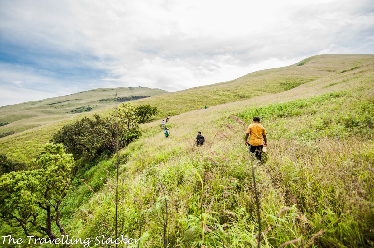Netravathi Peak Trek: Offbeat Western Ghat Trek Near Chikmagalur | The ...