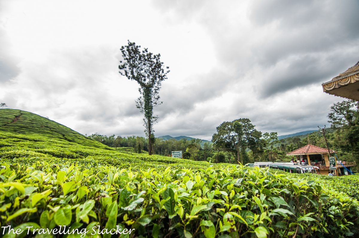 Netravathi Peak Trek: Offbeat Western Ghat Trek Near Chikmagalur | The ...
