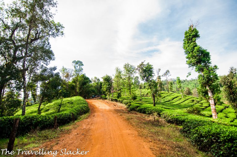 Netravathi Peak Trek: Offbeat Western Ghat Trek Near Chikmagalur | The ...
