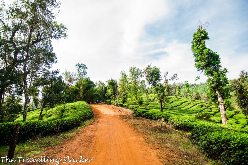 Netravathi Peak Trek: Offbeat Western Ghat Trek Near Chikmagalur | The ...