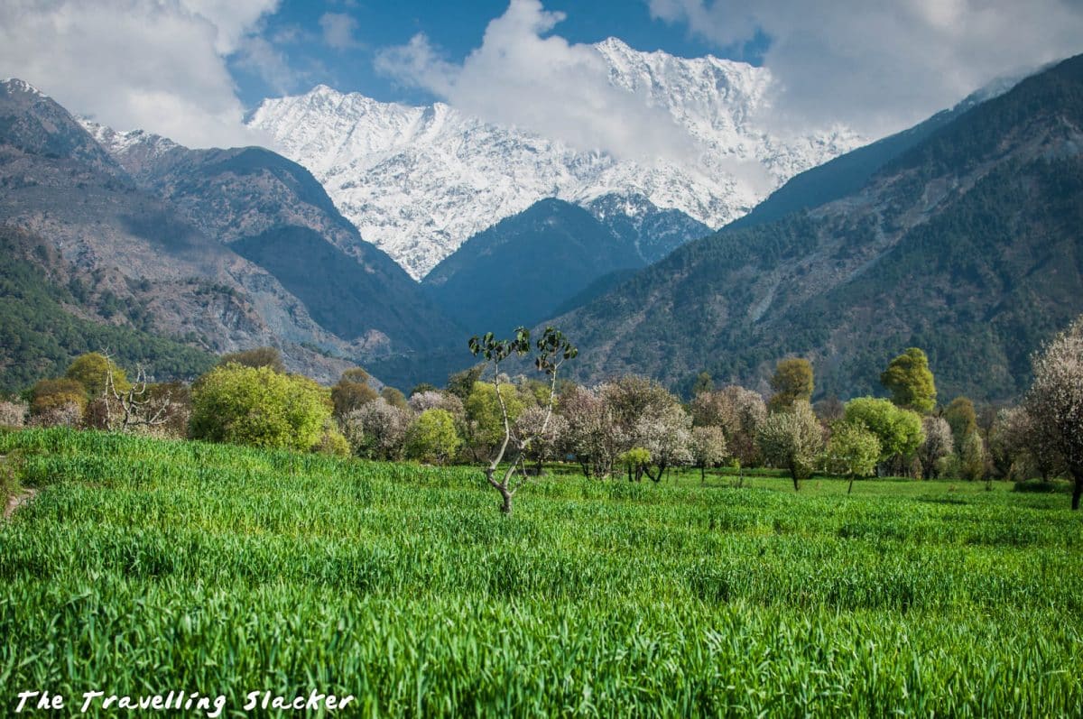 Best Himalayan trips in March-April Spring Season | The Travelling Slacker