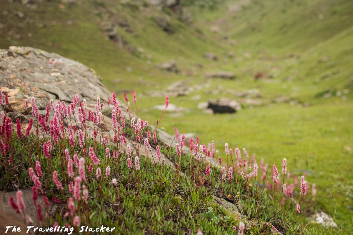Pangi Valley: A Travel Guide to Himachal's Best Kept Secret | The ...