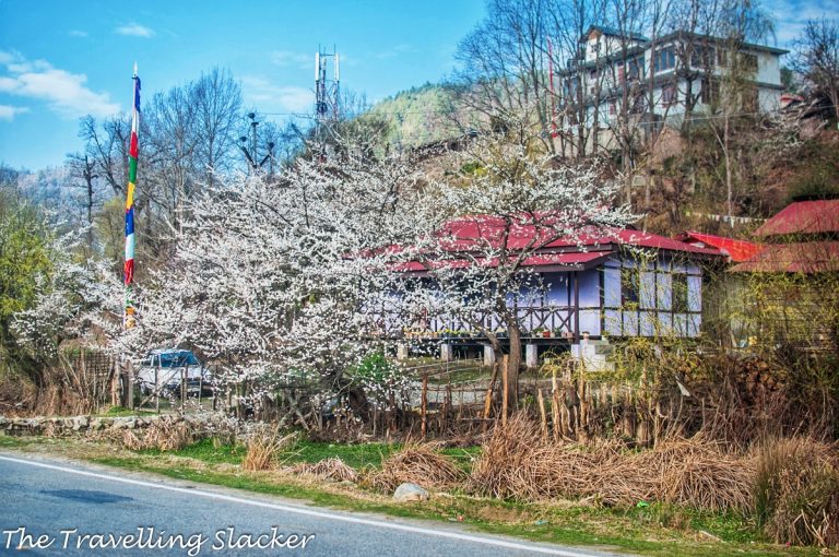 Shergaon Rhododendron Festival: Sumptuous Spring, Symbiotic Soiree ...