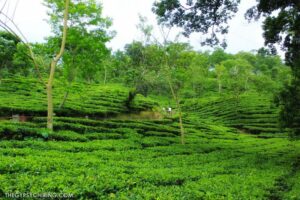 Tipam Hills: Short Hike, Loaded History | The Travelling Slacker