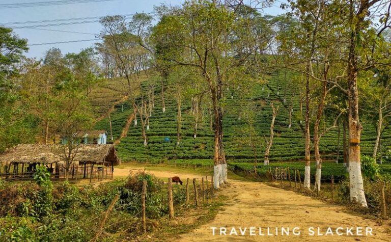 Tipam Hills: Short Hike, Loaded History | The Travelling Slacker