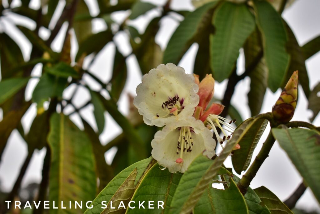 Barsey Rhododendron Sanctuary Trek: Sanguine Canopy, Sombre Horizon ...