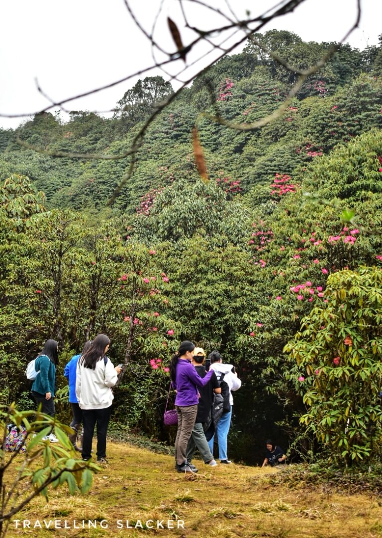 Barsey Rhododendron Sanctuary Trek: Sanguine Canopy, Sombre Horizon ...