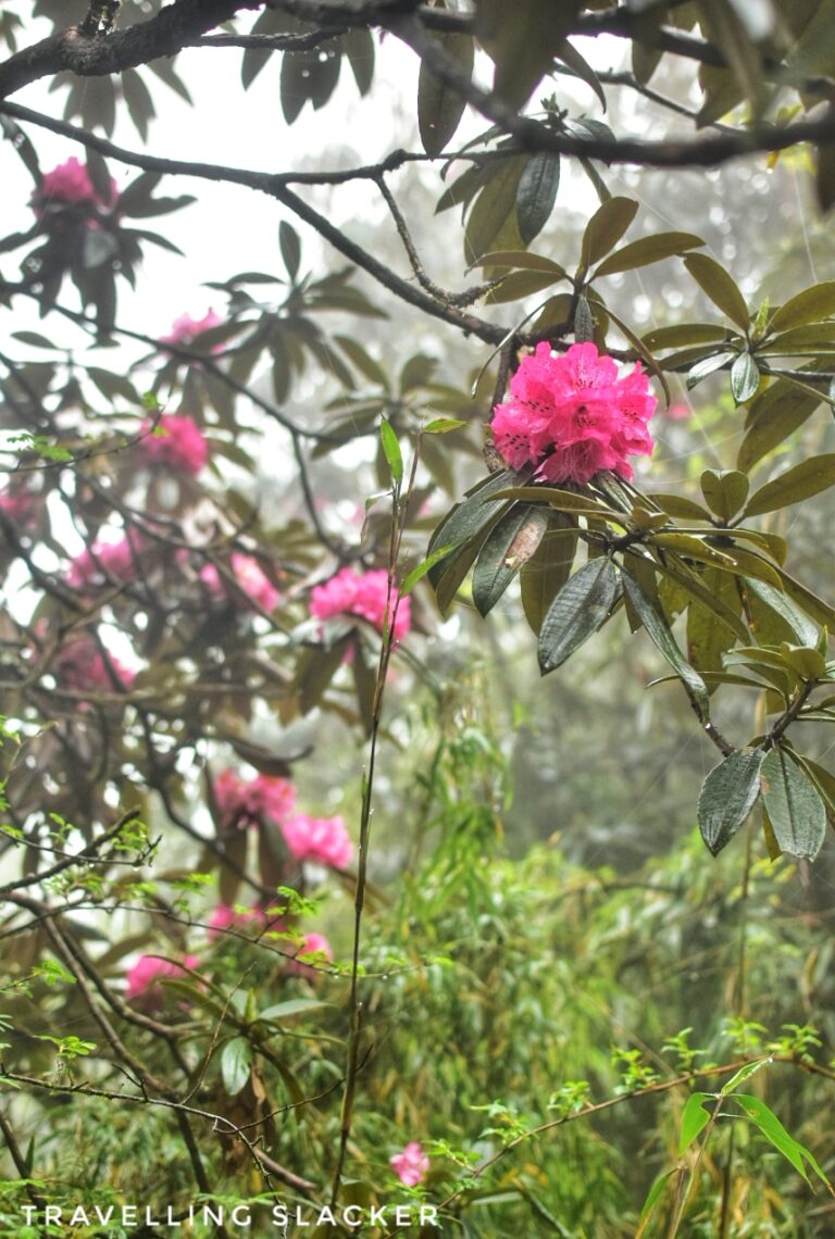Barsey Rhododendron Sanctuary Trek: Sanguine Canopy, Sombre Horizon ...