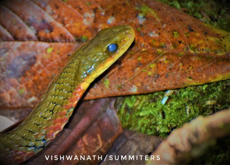 Anini Seven Lakes Trek: All You Need to Know | The Travelling Slacker