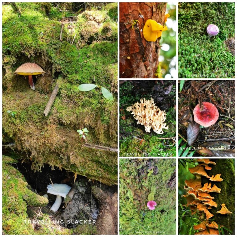 Anini Seven Lakes Trek: All You Need to Know | The Travelling Slacker