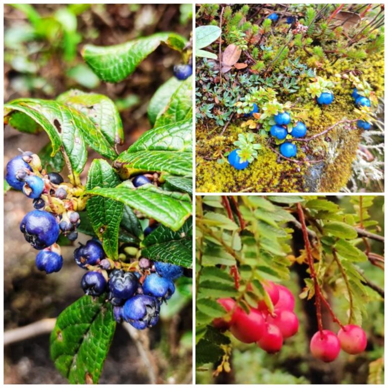 Anini Seven Lakes Trek: All You Need to Know | The Travelling Slacker