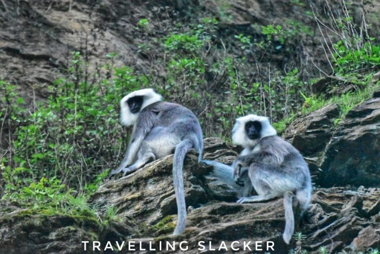 Phobjikha Valley: Day Hike to Gangtey Monastery | The Travelling Slacker