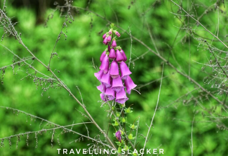 Phobjikha Valley: Day Hike to Gangtey Monastery | The Travelling Slacker