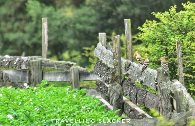 Phobjikha Valley: Day Hike to Gangtey Monastery | The Travelling Slacker