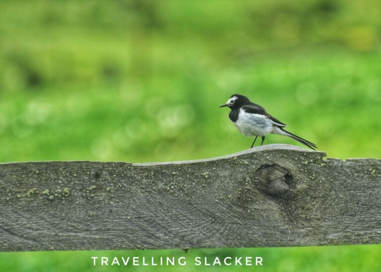 Phobjikha Valley: Day Hike to Gangtey Monastery | The Travelling Slacker