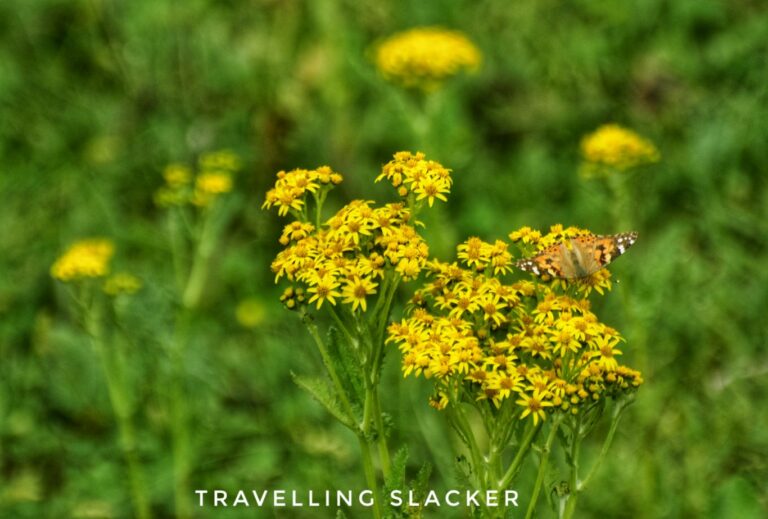 Phobjikha Valley: Day Hike to Gangtey Monastery | The Travelling Slacker