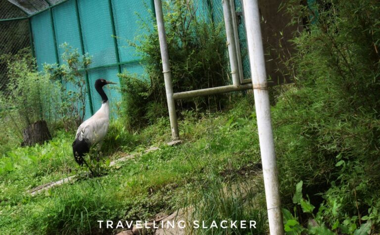 Phobjikha Valley: Day Hike to Gangtey Monastery | The Travelling Slacker