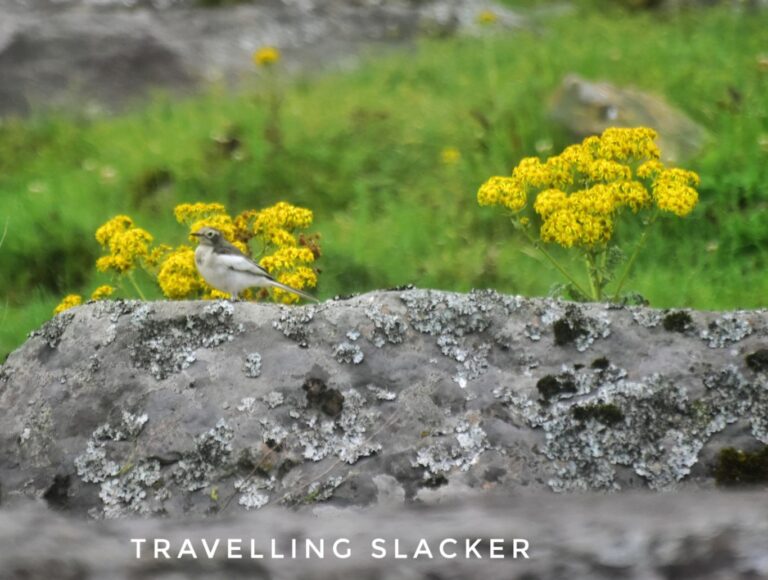 Phobjikha Valley: Day Hike to Gangtey Monastery | The Travelling Slacker