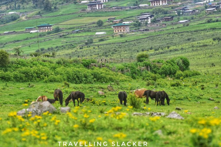 Phobjikha Valley: Day Hike to Gangtey Monastery | The Travelling Slacker
