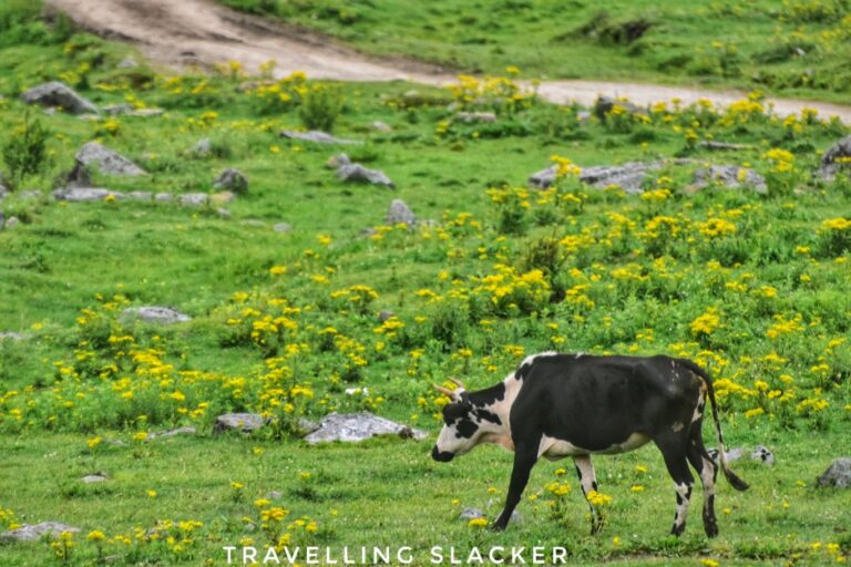 Phobjikha Valley: Day Hike to Gangtey Monastery | The Travelling Slacker