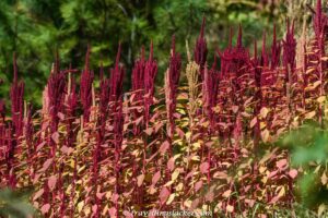 Dodra Village: Amaranths beyond Chanshal | The Travelling Slacker