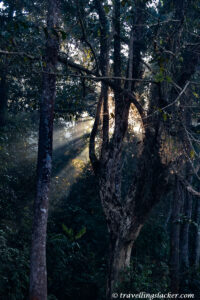 Dehing Patkai National Park: A Morning Hike Through The Rainforest ...