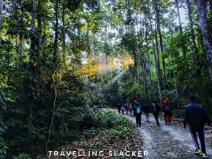 Dehing Patkai National Park: A Morning Hike Through The Rainforest ...